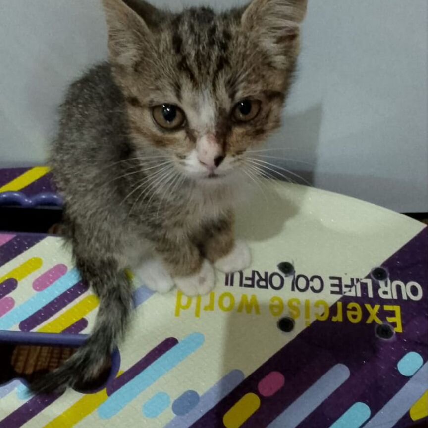 Мальчик, 1,5 месяца Любящим хозяевам