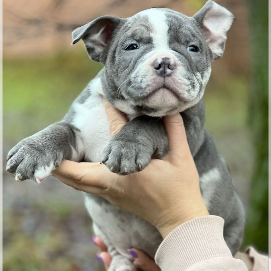 Американский булли, щенок
