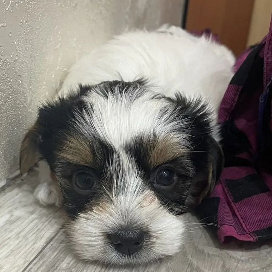 Бивер-йоркширский терьер, щенок