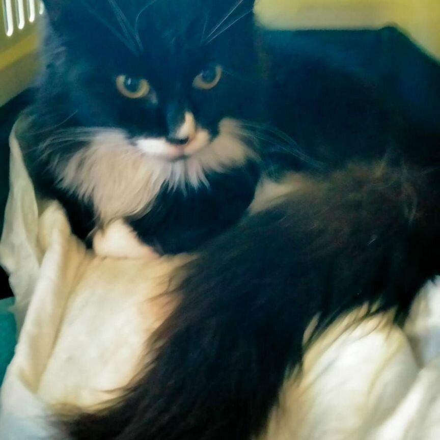 Потерялся кот кастрированый