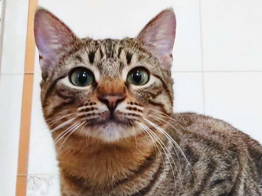 Чудо-котик, 10 месяцев, сказочный по характеру