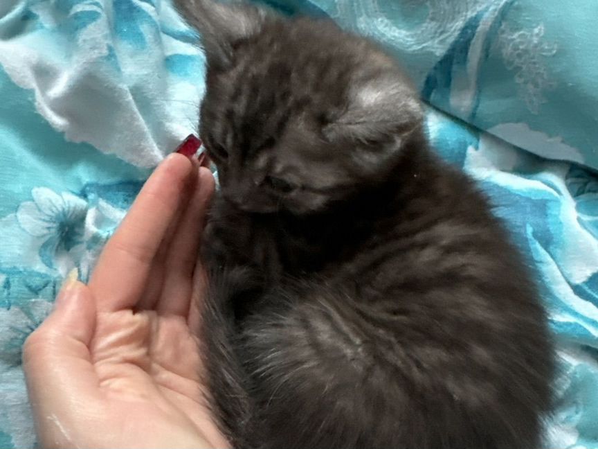 Котенок 2 месяца девочка