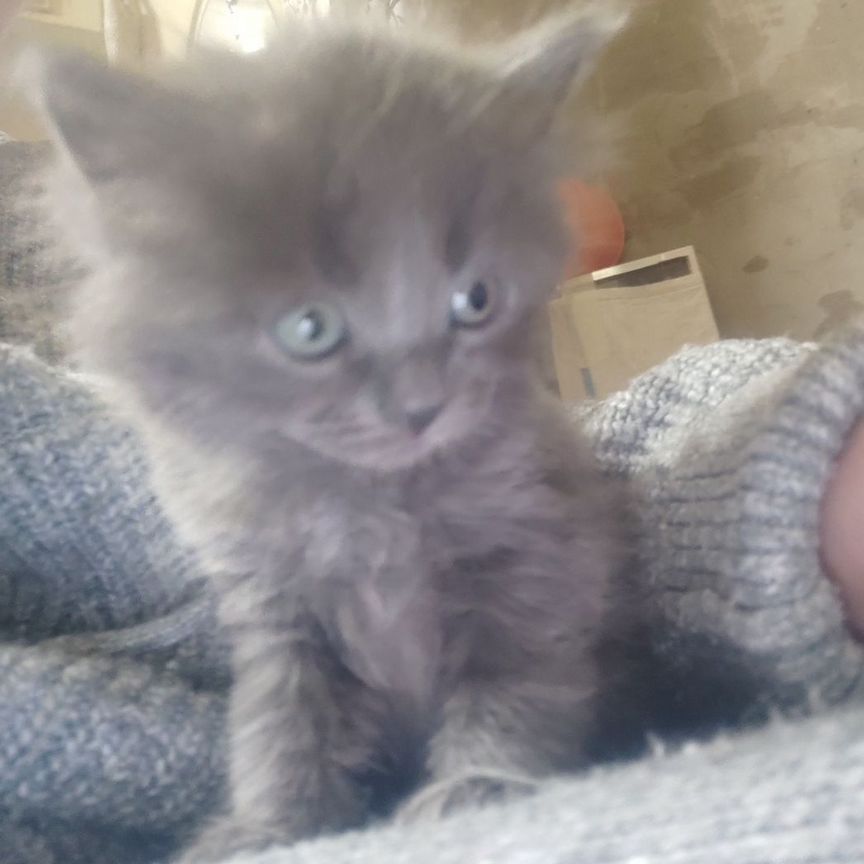 Котик ангора турецкая