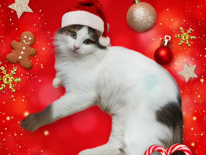 Кошка 1 год, стерилизована в дар