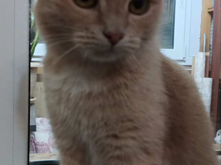 В добрые руки