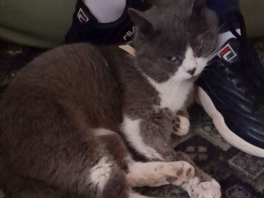 Кузеньке нужен дом