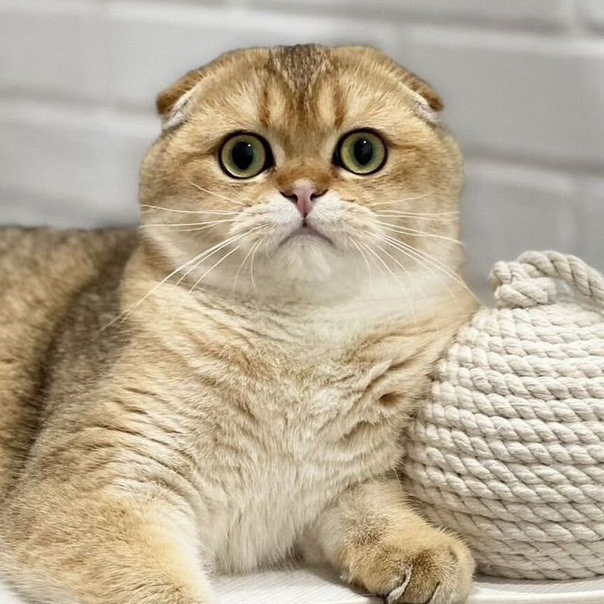 Ласковые золотые мальчики