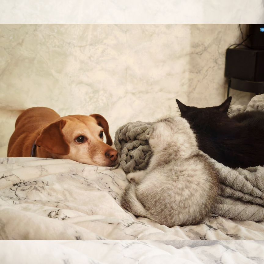 Взрослая собака в добрые руки