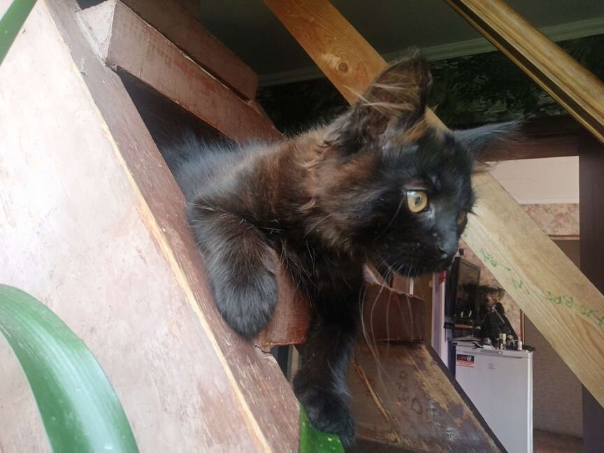 Котята