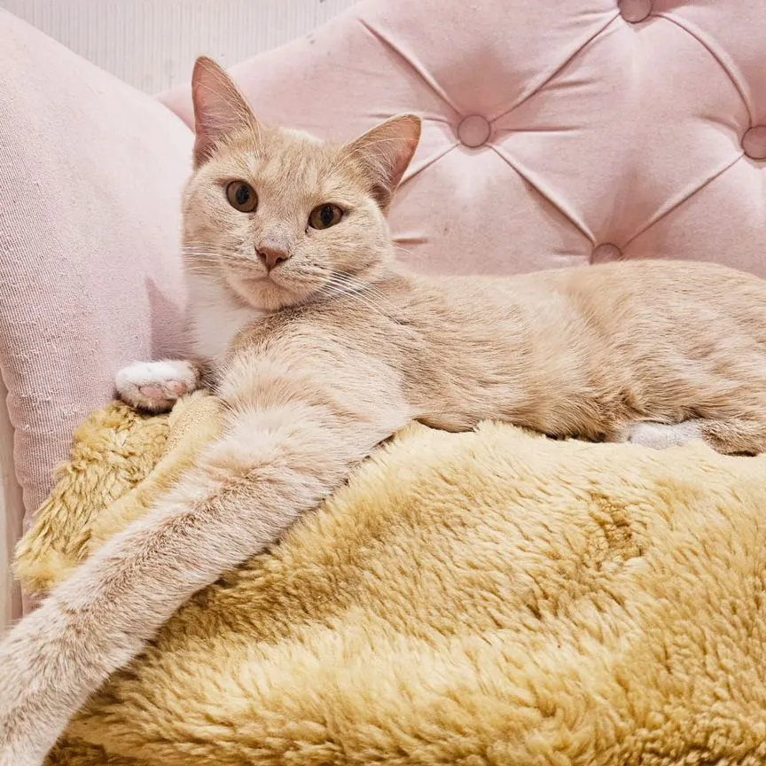 Кошка стерилизована 1.5 года