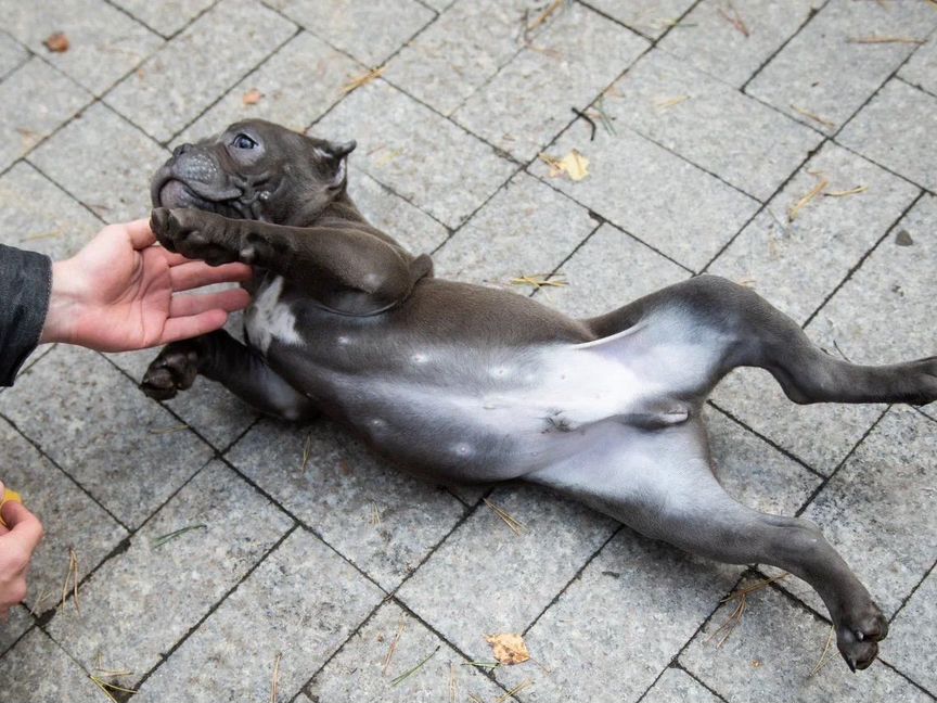 Щенки American Bully