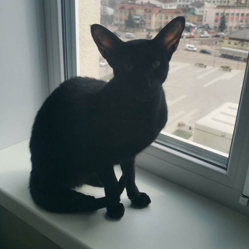 Ориентальная, взрослая кошка