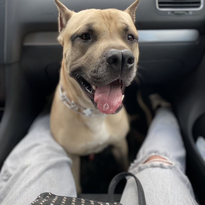 Амстафф вязка