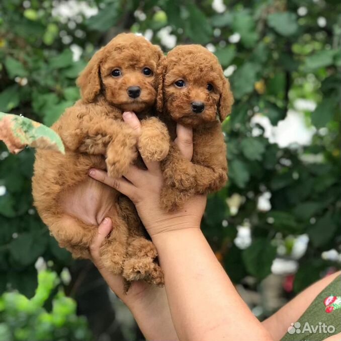 Мультяшки девочки