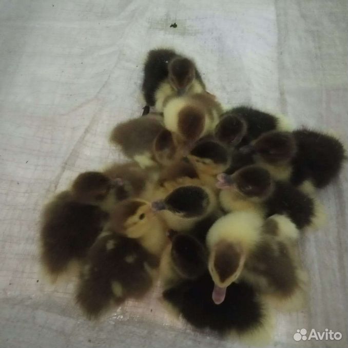 Утята индоутки суточные