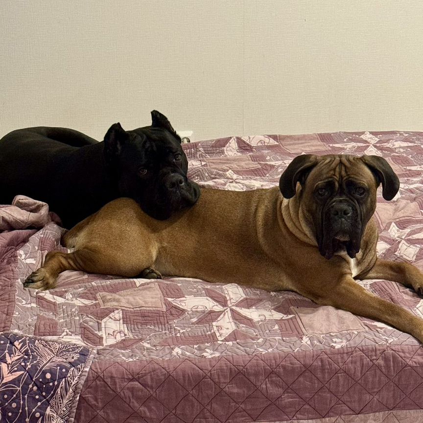 Собака для фотосессии