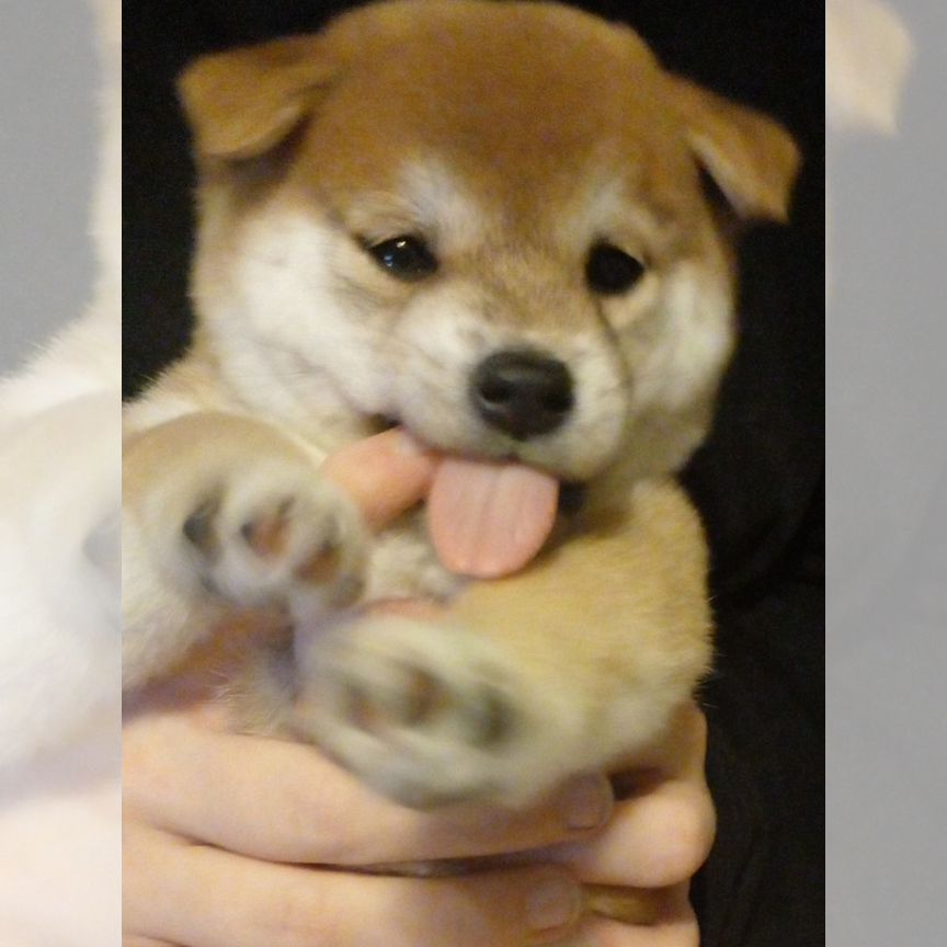 Сиба-ину, щенок