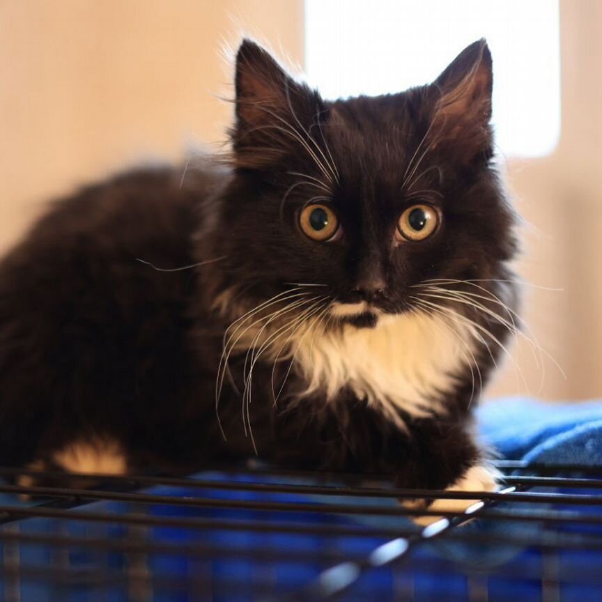 Котёнок Джек