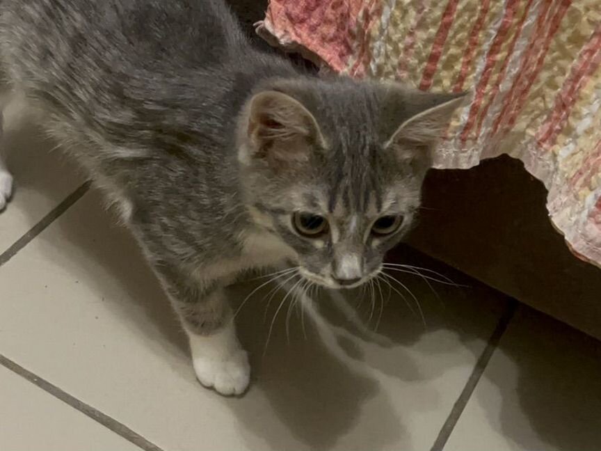 Котёнок в добрые руки