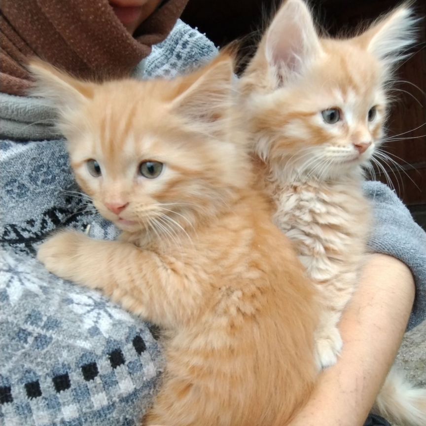 Котята ищут дом (в добрые руки)