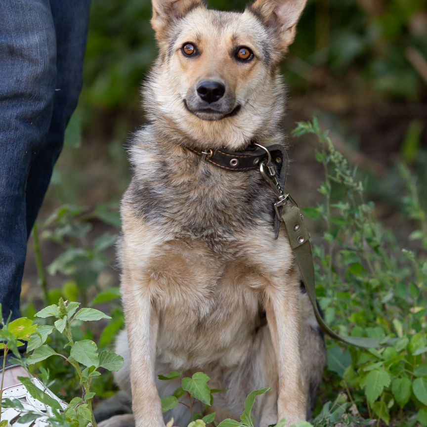 Собака в добрые руки