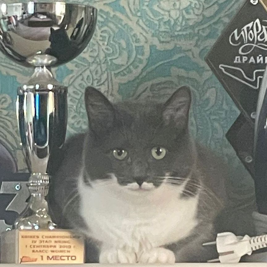 Кошка Марта стерилизована