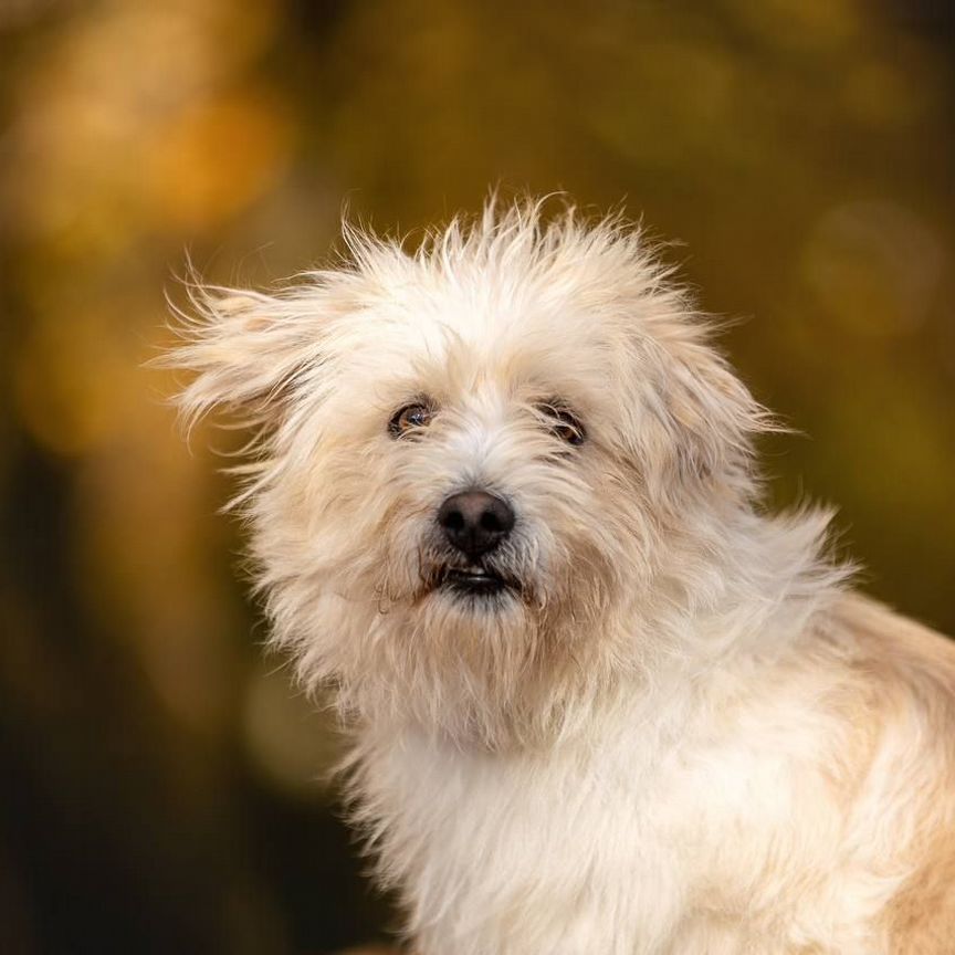 Очаровашка в добрые руки