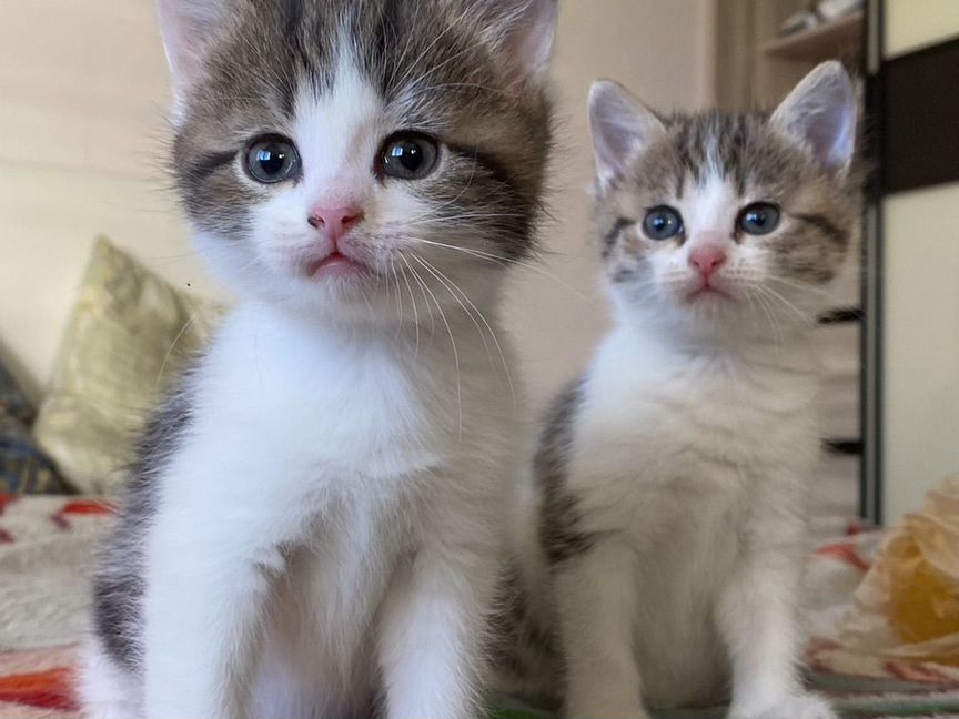 Котята бесплатно