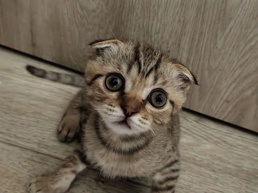 Шотландский кот