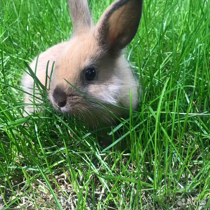 Ручной крольчонок Бисквит 2,5 месяца