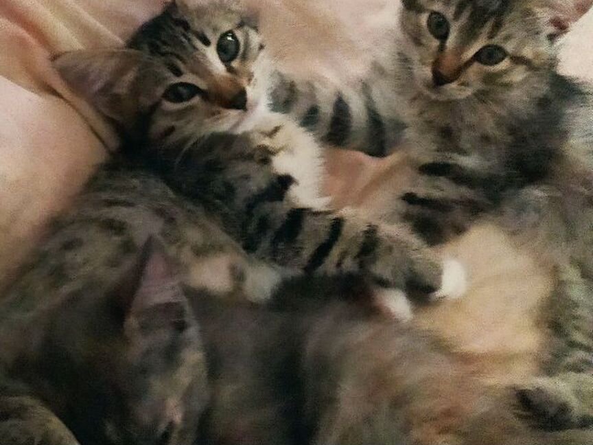 Котята в добрые руки