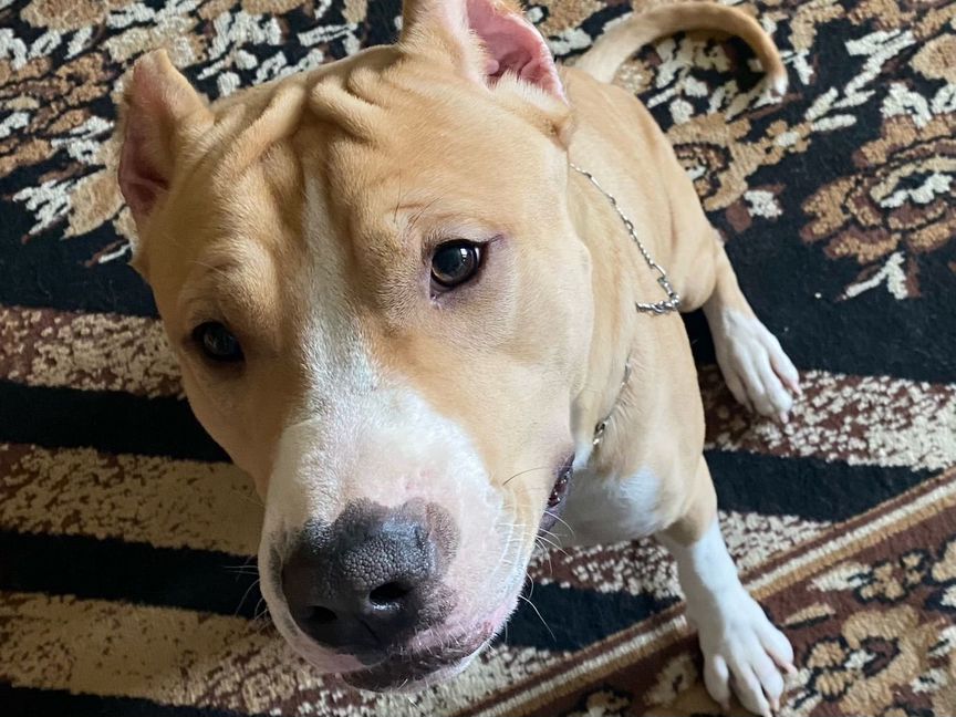 Стаффордширский терьер