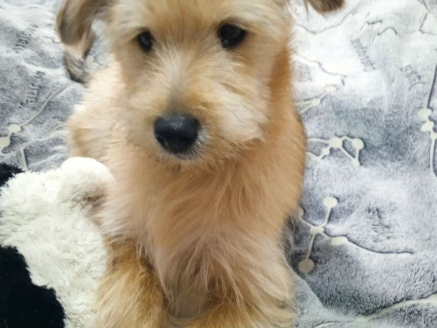 Смесь болонки и спаниеля