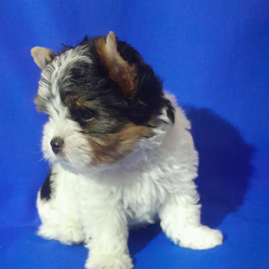 Биверы малыши