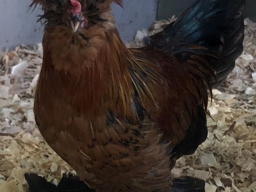 Отдам Петухи Алтайской Бентамки