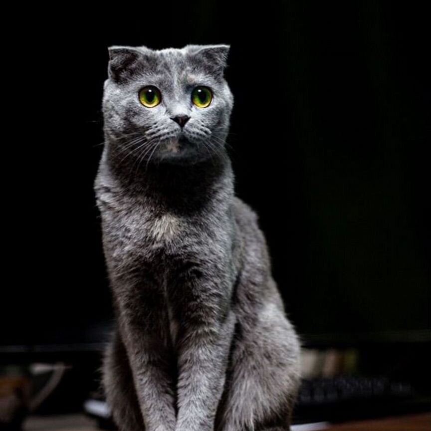 Шотланская веслоухая кошка в добрые руки