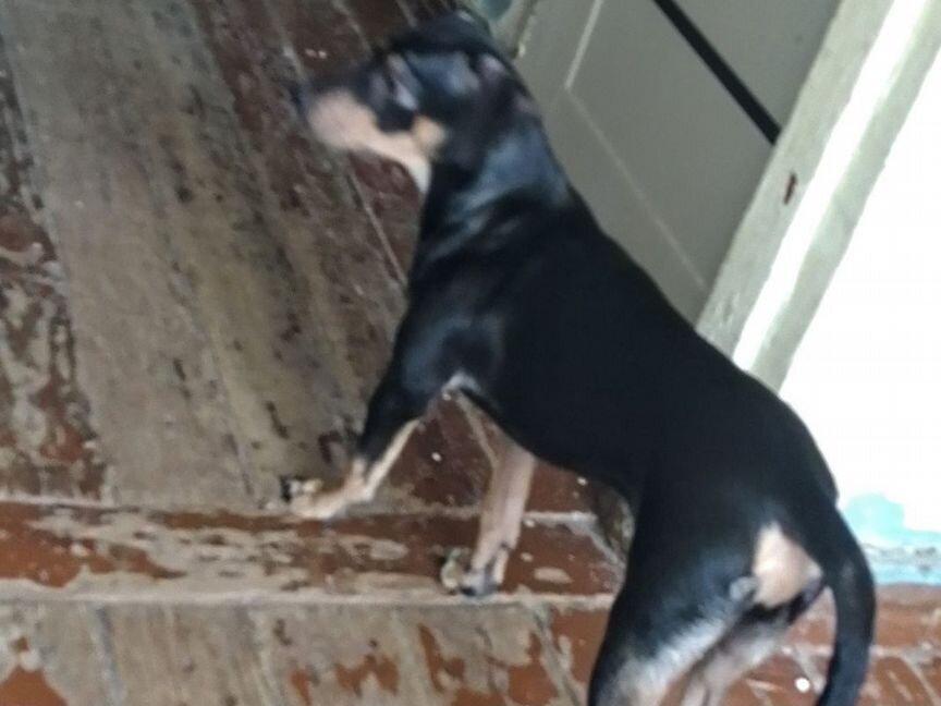 Собака в добрые руки отдам бесплатно