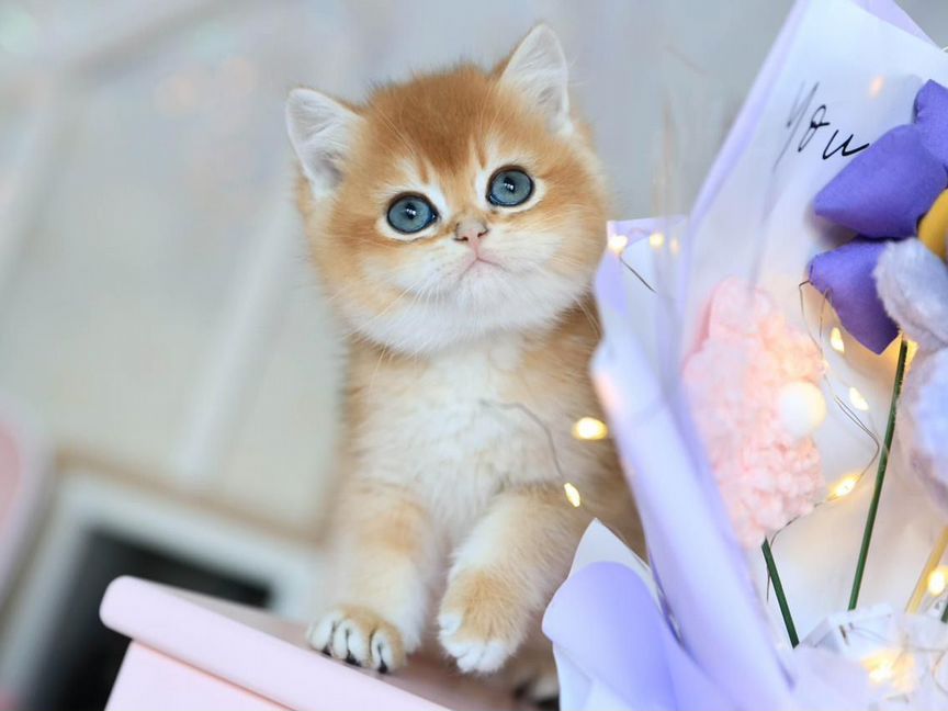 Британский котёнок Карат