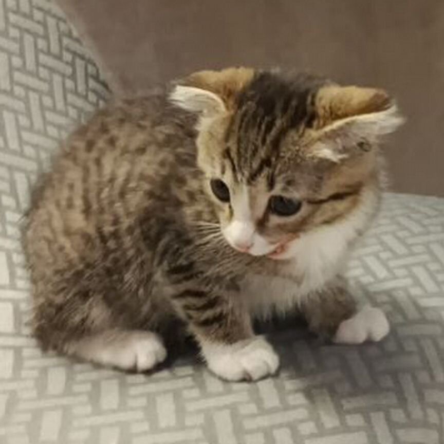 Шотландский вислоухий длинношёрстный котёнок