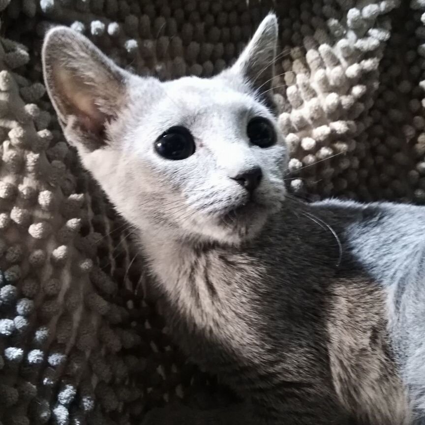 Русский голубой котёнок