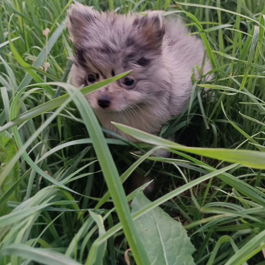 Щенок шпица мини
