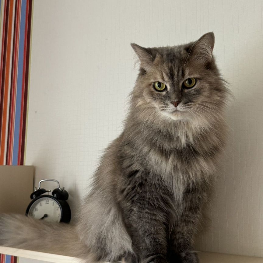 Коша в добрые руки