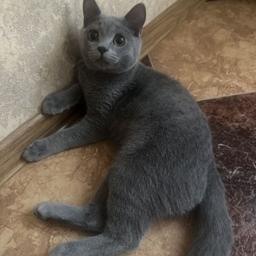 Продается котик