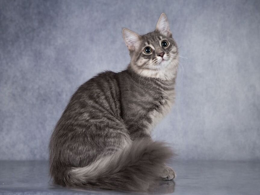 Молодой котик в добрые руки