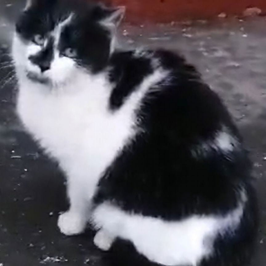 Кошечка подросток в добрые руки