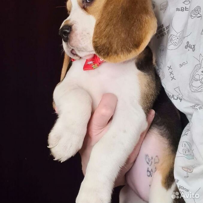 Биглидетки конфетки