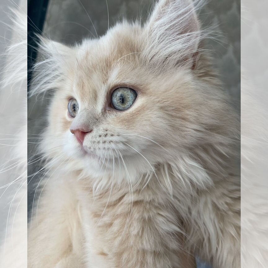 Алабай Но внешне кот британец)