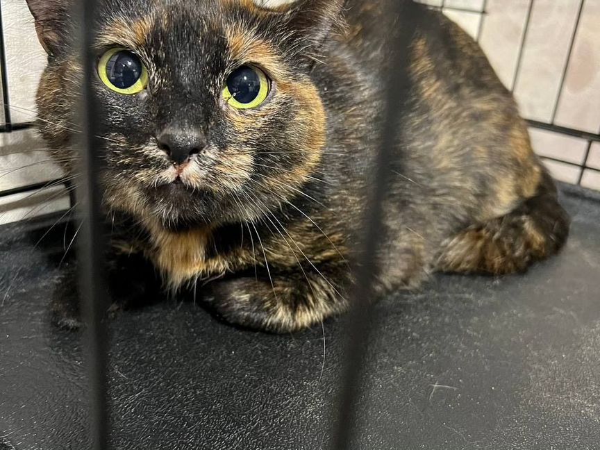 Кошка