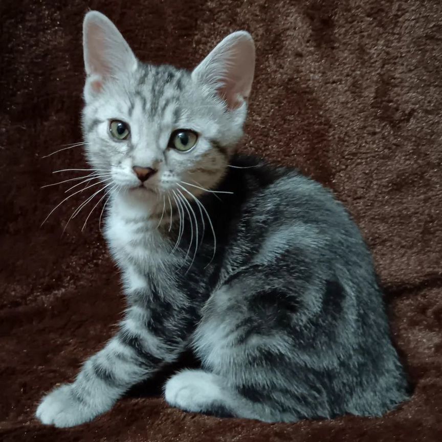 Курильский бобтейл короткошёрстный котёнок