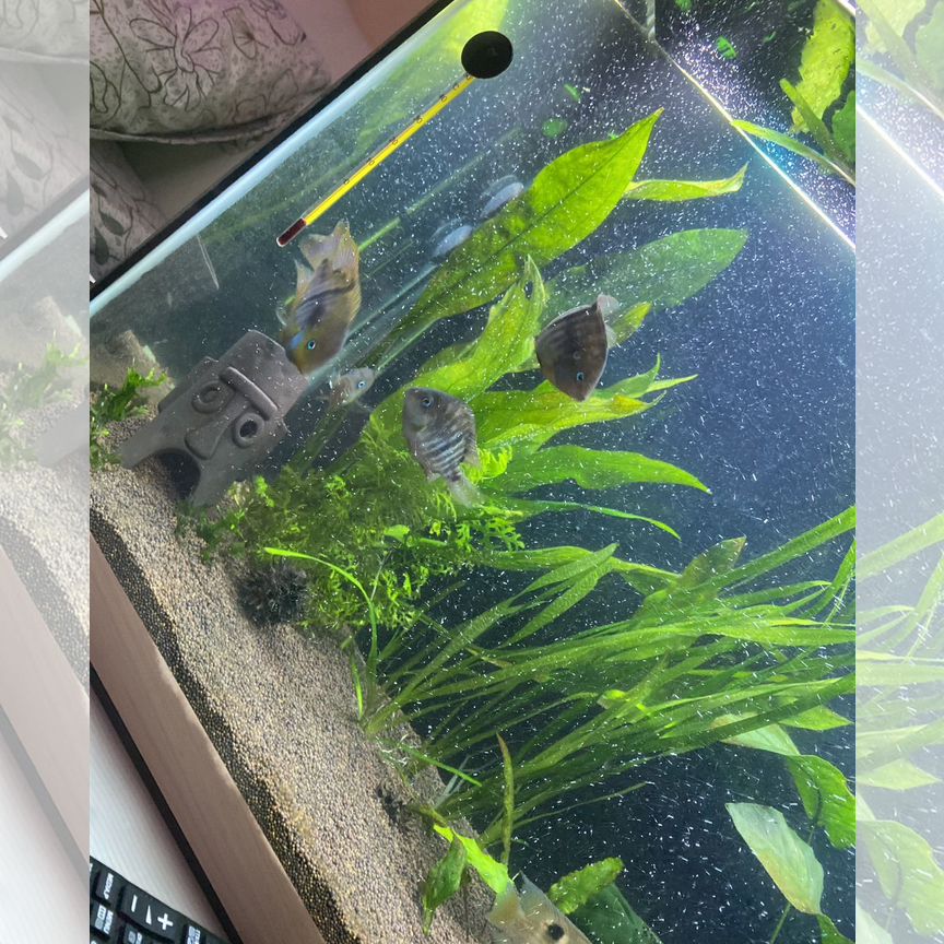 Цихлазома седжика